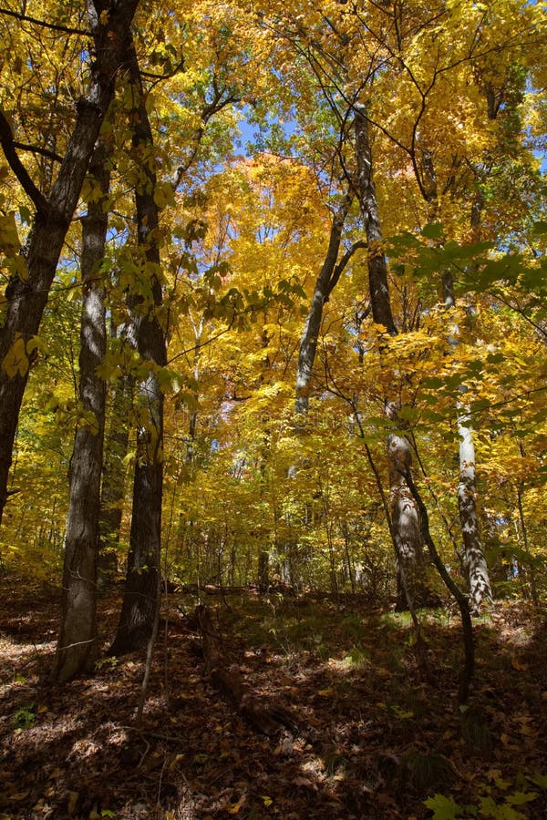 A Path in Autumn Season with Autumn Trees Stock Image - Image of autumn ...