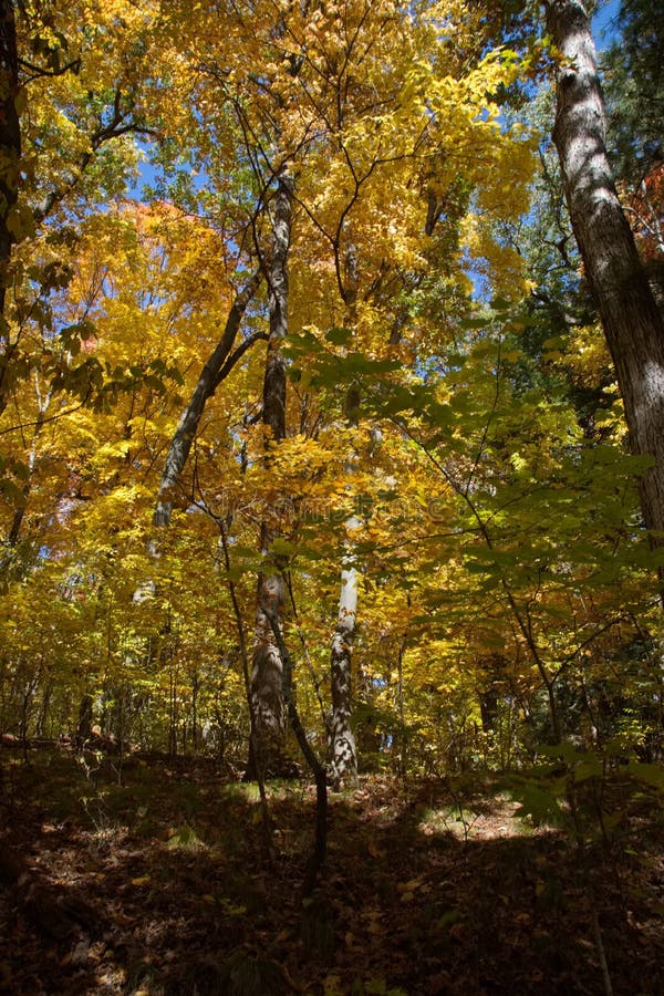 A Path in Autumn Season with Autumn Trees Stock Image - Image of season ...