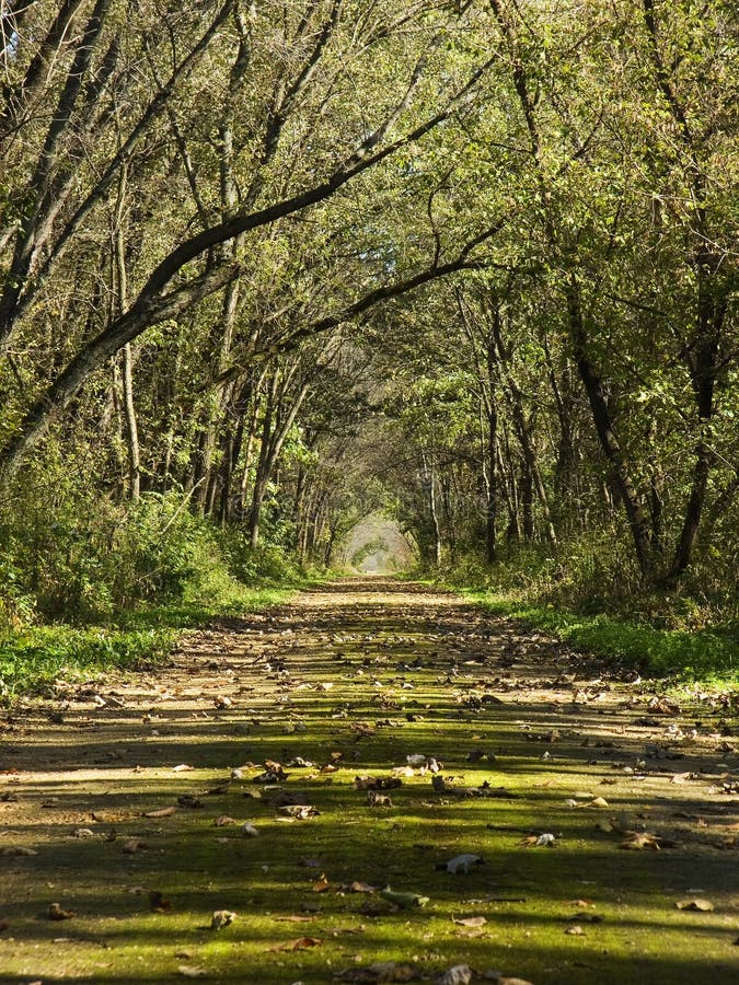 Path through autumn trees stock photo. Image of perspective - 3322812