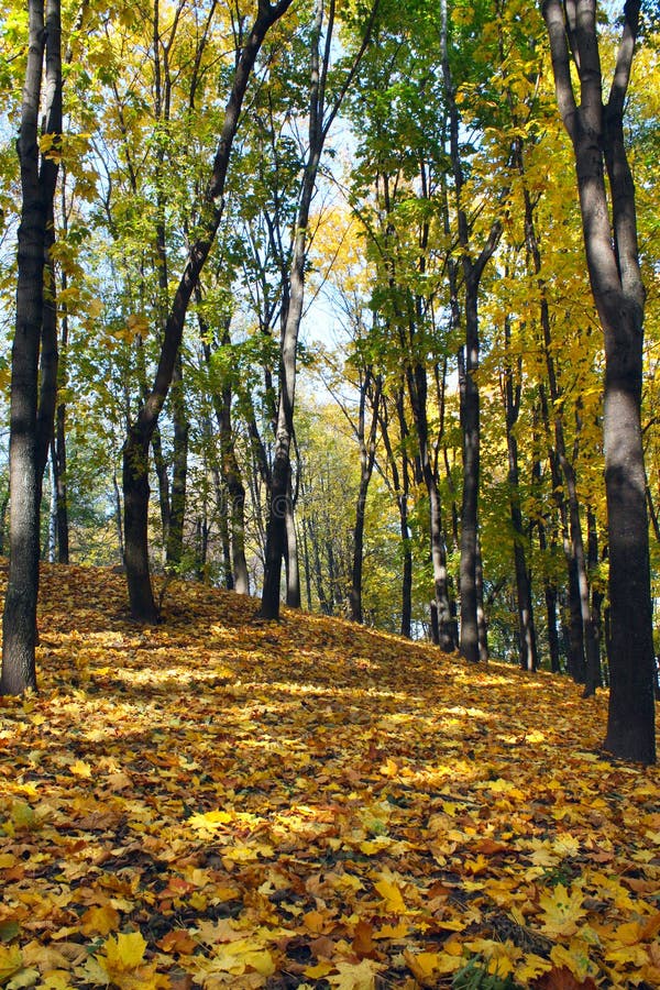 Path in autumn wood stock image. Image of footpath, nature - 11068323