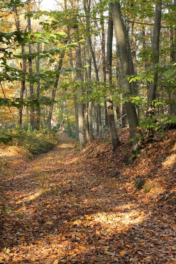 65,033 Path Autumn Woods Photos - Free & Royalty-Free Stock Photos from ...
