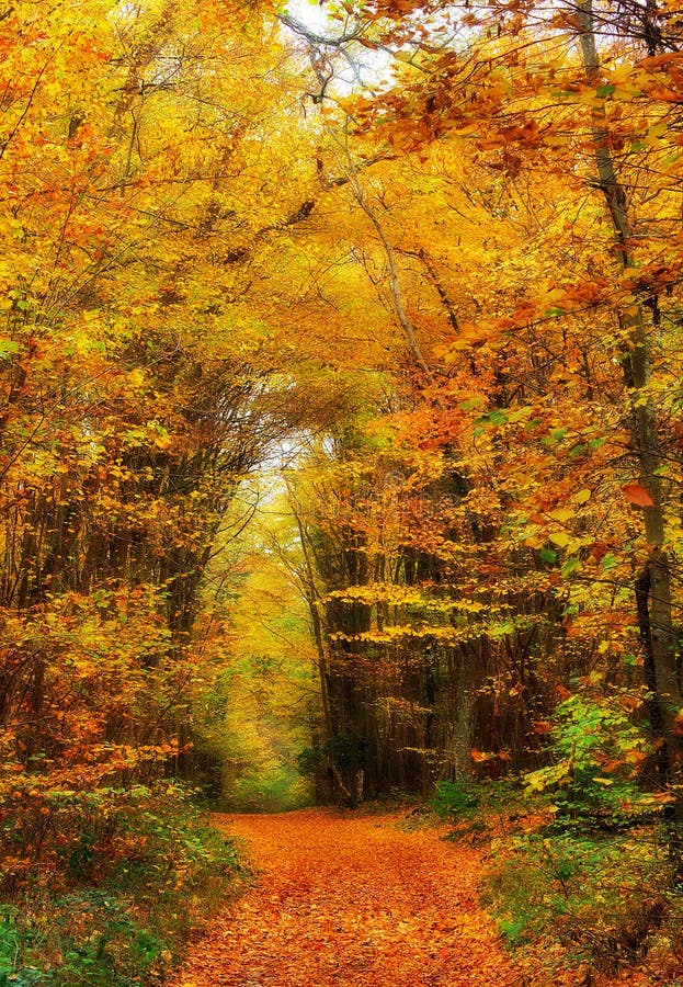 Path Through Autumn Woods Picture. Image: 84899893