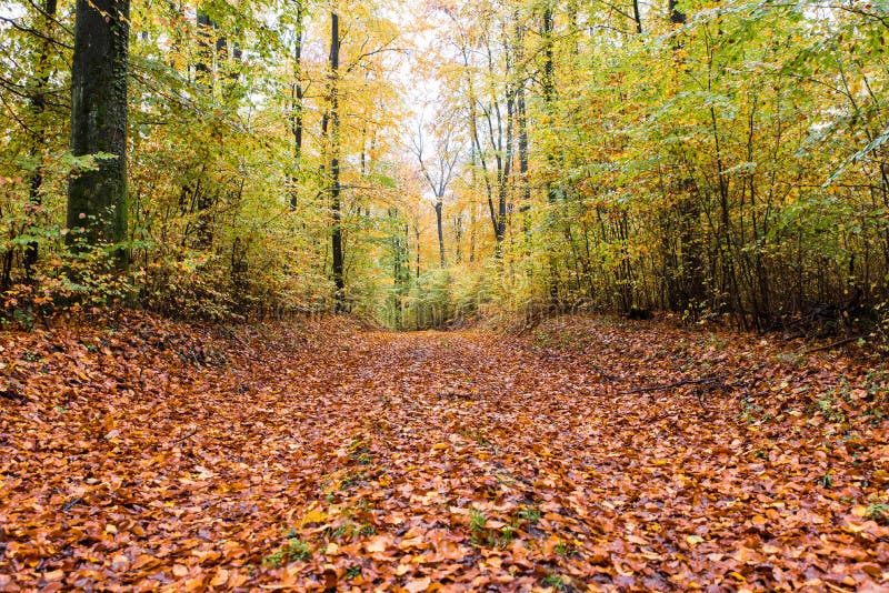 Path through Autumnal Forest Beech Leaves on Ground Stock Photo - Image ...