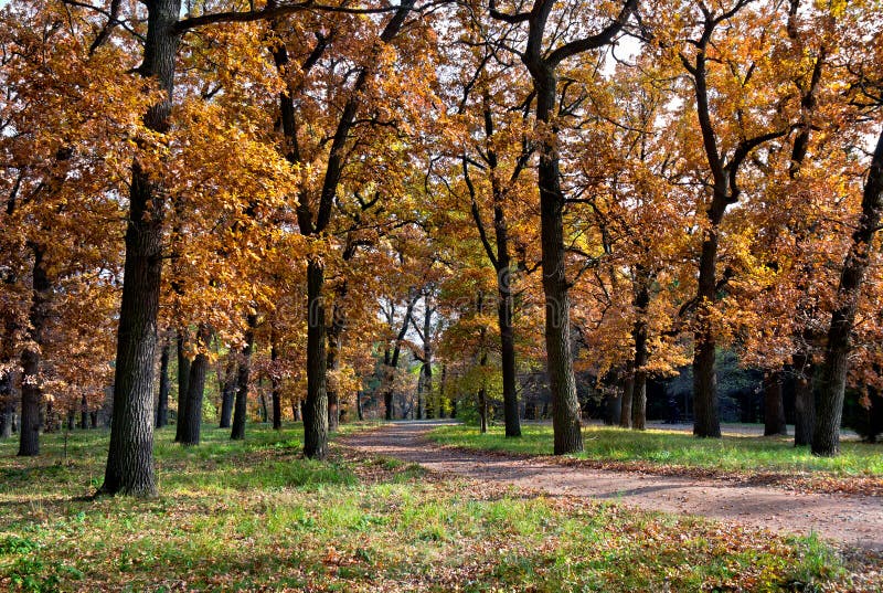 Path in Autumnal Oak Forest. Autumnal Landscape Stock Photo - Image of ...