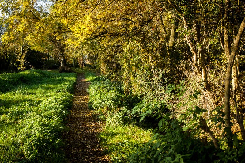 Footpath through trees stock image. Image of canopy, trees - 71092069