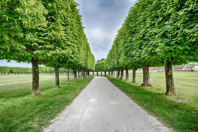 Path with an Avenue of Trees Stock Photo - Image of plants, trees ...