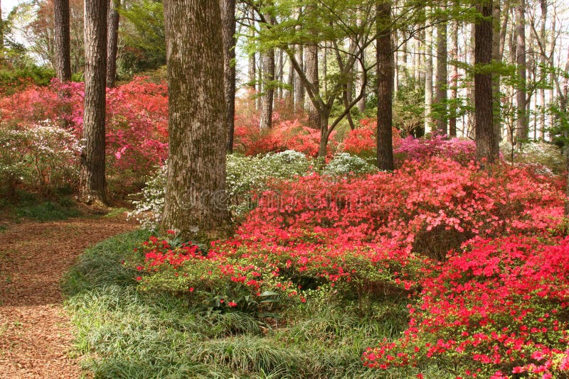 Path through the Azalea Garden Stock Image - Image of floral, outdoor ...