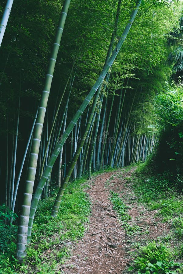 Path in the Bamboo Forest. Plants and Trees. Summer Landscape. Stock ...