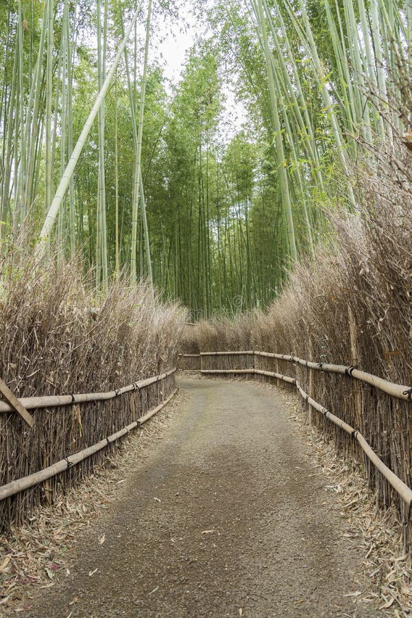 Path in Bamboo forest stock photo. Image of fresh, nature - 145623604