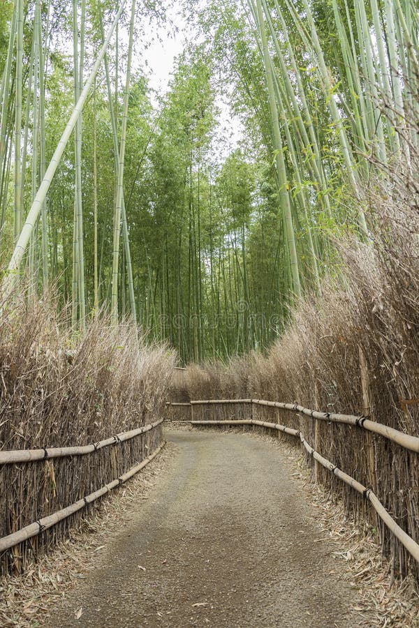 Path in Bamboo Forest in Arashiyama, Kyoto, Japan Stock Image - Image ...