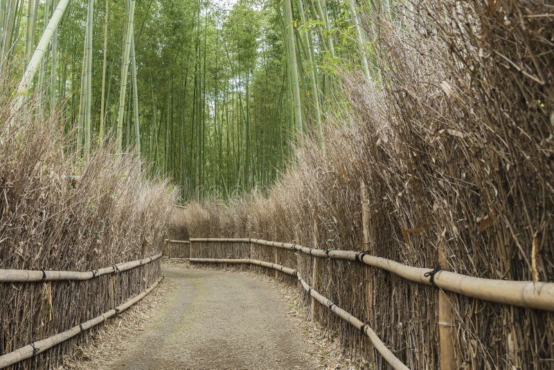 Path in Bamboo Forest in Arashiyama, Kyoto, Japan Stock Image - Image ...