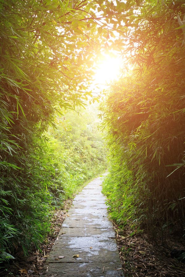 Fantasy Background . Magic Forest with Road Stock Illustration ...