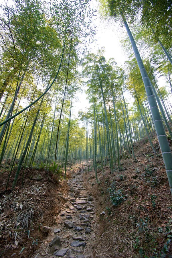 Path in bamboo forest stock photo. Image of tree, beautiful - 40107324