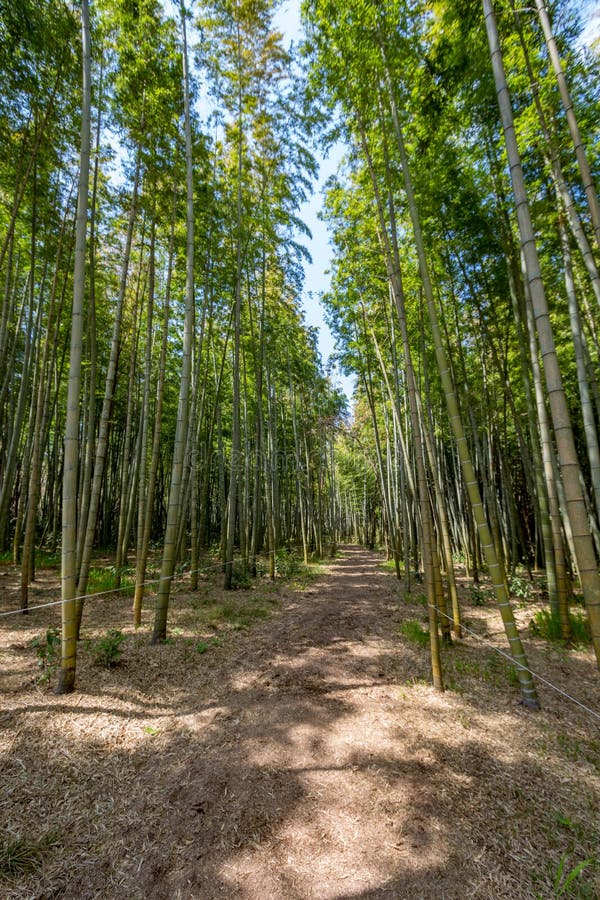 Path through Bamboo Forest in Summer, Kanazawa, Japan Stock Photo ...