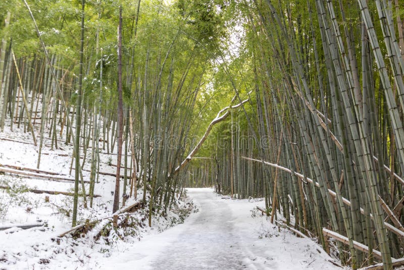 Bamboo Forest in Winter, Kanazawa, Japan Stock Image - Image of bamboo ...