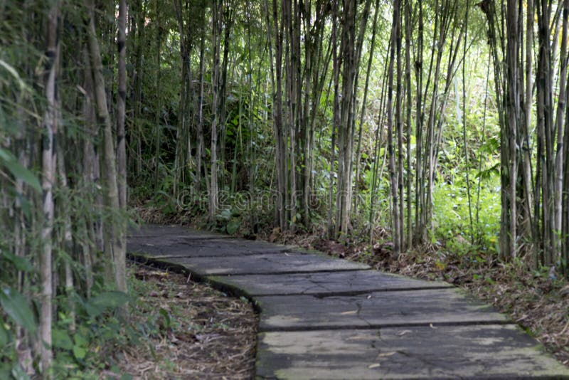 The Path among the Bamboo Plants Stock Image - Image of environment ...