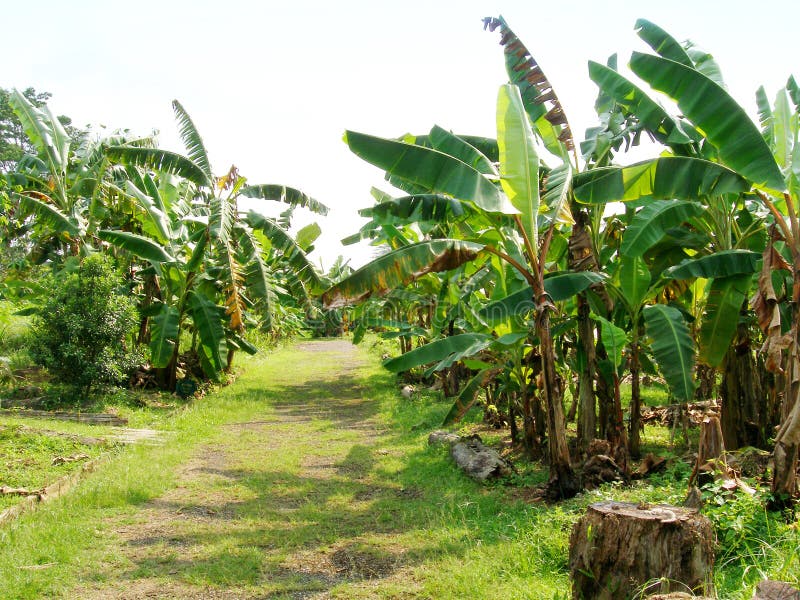 Banana Tree Organic Plantation Stock Image - Image of cultivate, fruit ...