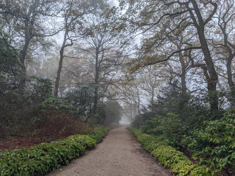 Path through Bare Trees on a Misty Winter Morning Stock Photo - Image ...