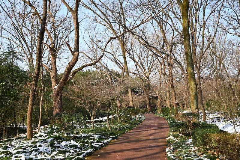 Path with Bare Trees in the Park in Sunny Day Stock Photo - Image of ...