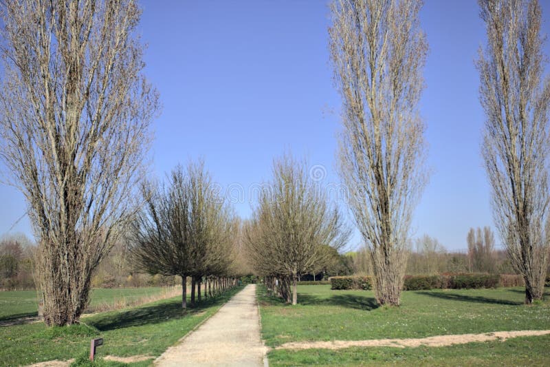 Path between bare trees stock image. Image of bright - 367829621