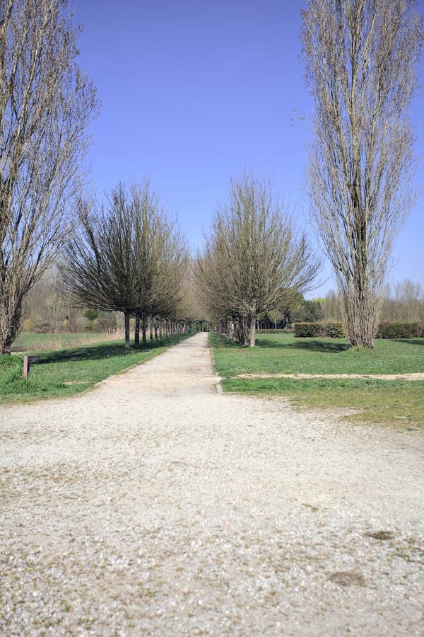 Path between bare trees stock photo. Image of yellow - 367830372