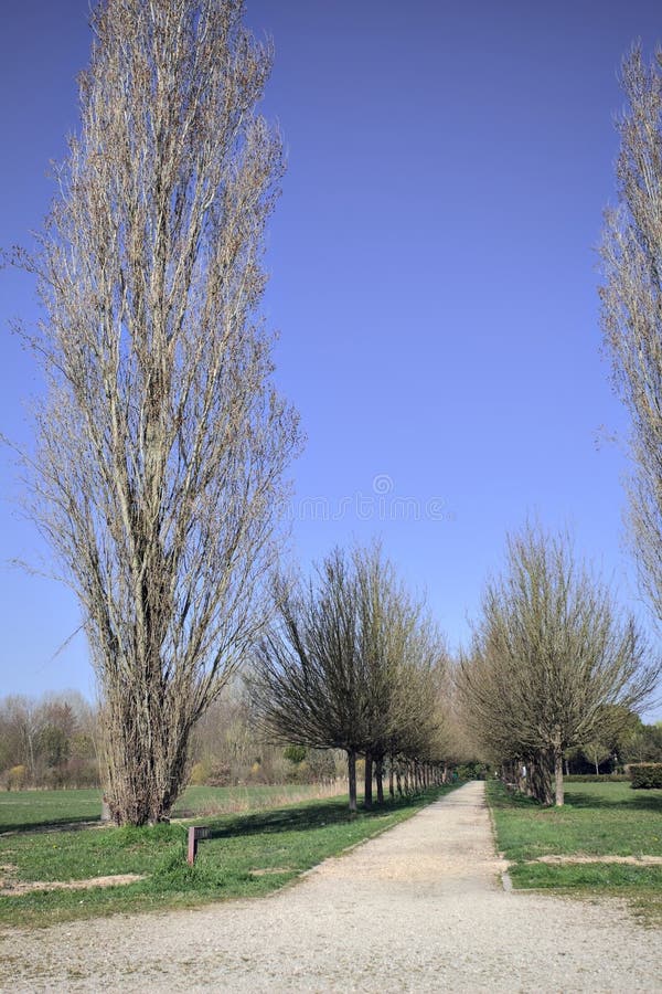 Path between bare trees stock image. Image of park, leaf - 367830859