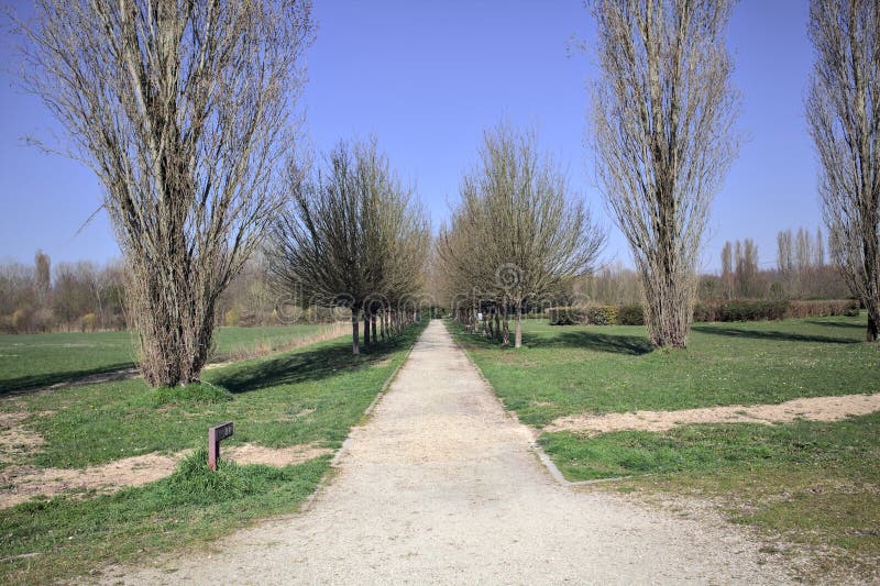 Path between bare trees stock photo. Image of poplar - 367831522