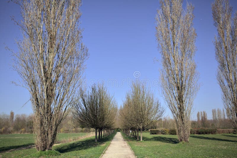 Path between bare trees stock photo. Image of landscape - 367831904