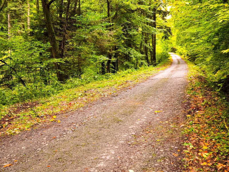 A Path through a Beautiful Forest, Green Forest, Stock Image - Image of ...