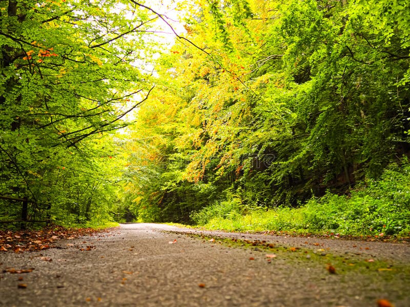 A Path through a Beautiful Forest, Green Forest, Stock Photo - Image of ...