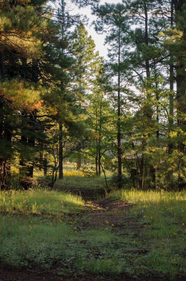 The path stock image. Image of green, arizona, path, woods - 55425797