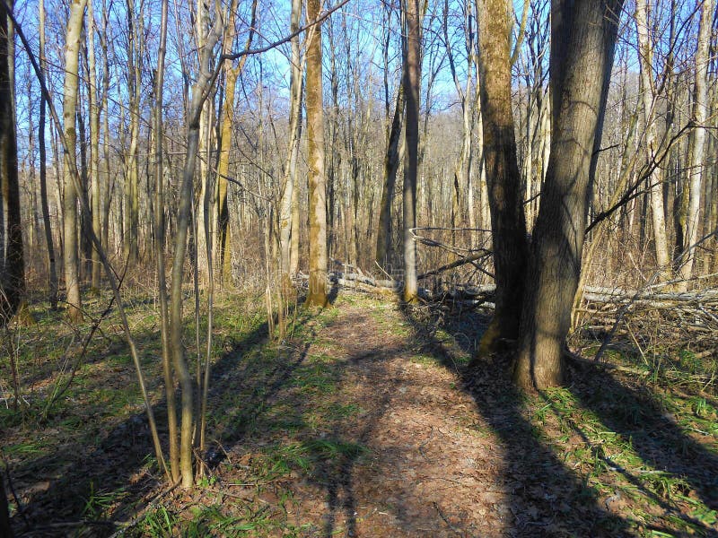 Landscape in the Forest with Trees without Leaves with Falling Long ...