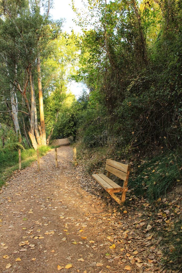 Path and Bench in the Leafy Forest Stock Image - Image of frame, bench ...