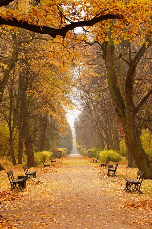 Autumn path in park stock photo. Image of tree, woodland - 3853492