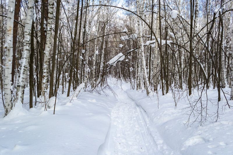 Path through Beutiful Lonely Winter Forest Stock Photo - Image of cold ...