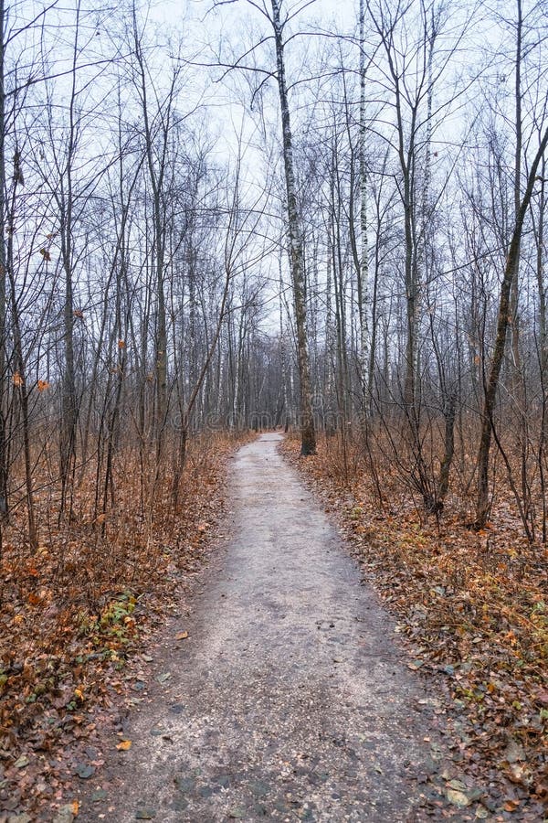 Path in a Birch Forest with Oak Trees in Autumn and Yellow Fallen ...