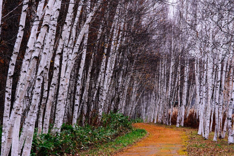 Path into Birch Trees stock image. Image of prospect - 133778531