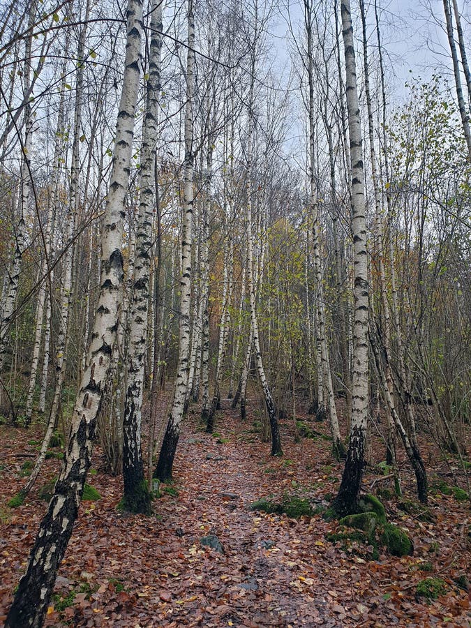 Land of trees stock photo. Image of tree, season, outdoor - 185577804