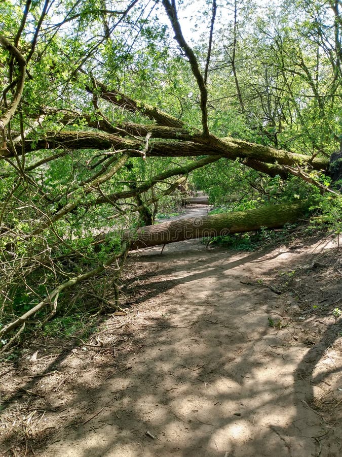 Path Blocked by a Fallen Tree Stock Image - Image of woods, pathway ...