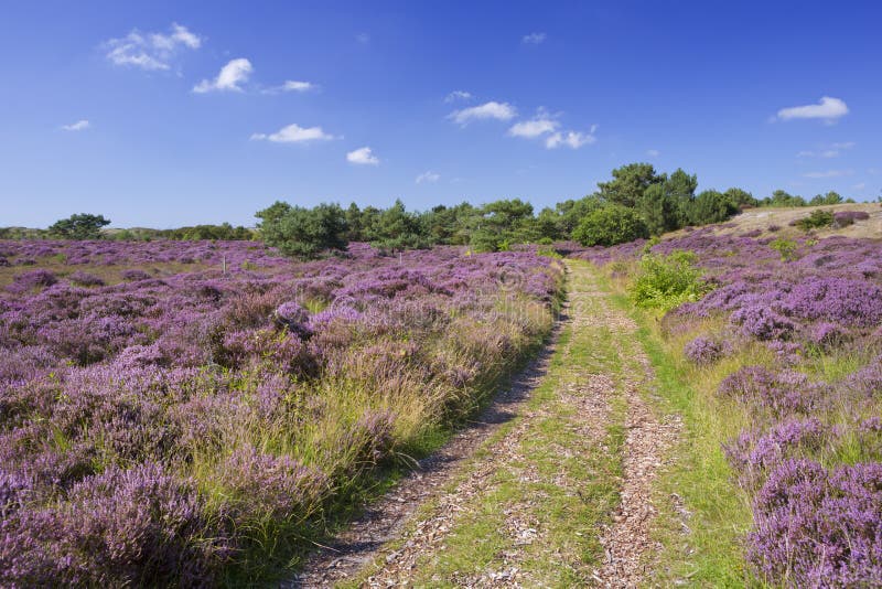 Path through Blooming Heather in the Netherlands Stock Image - Image of ...