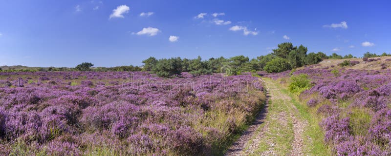 Path through Blooming Heather at Sunrise, Posbank, the Netherlan Stock ...