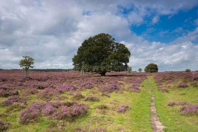 A Path through Blooming Heather in the Veluwezoom. Stock Photo - Image ...
