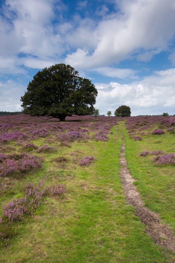 A Path through Blooming Heather in the Veluwezoom. Stock Image - Image ...