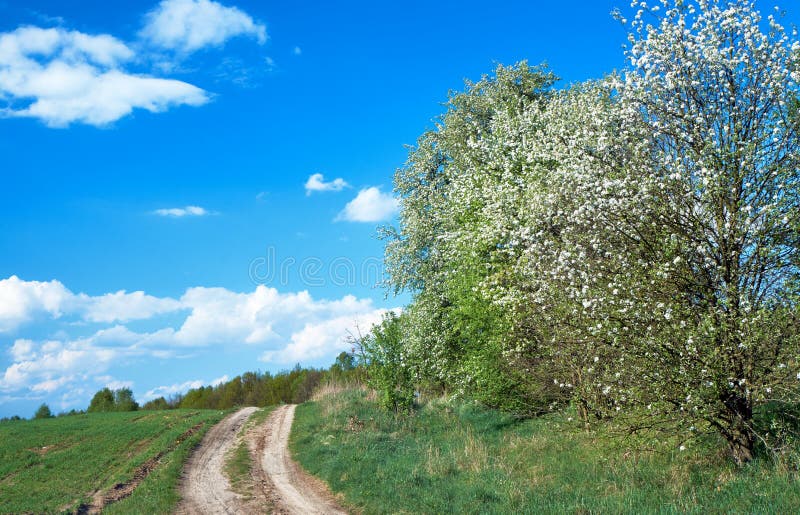 Path in Blooming Spring Forest Stock Photo - Image of spring, plant ...