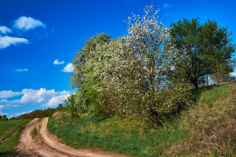 Path in Blooming Spring Forest Stock Image - Image of blue, white: 65977545