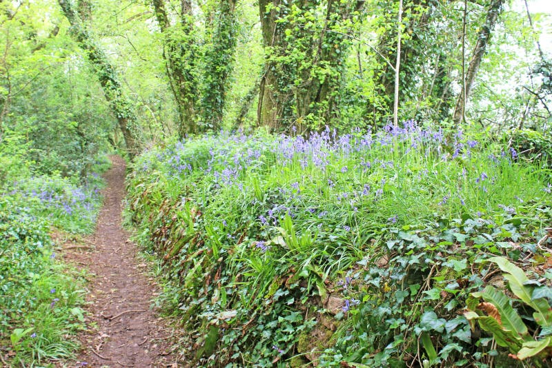 Path through a Wood in Spring Stock Image - Image of hyacinthoides ...