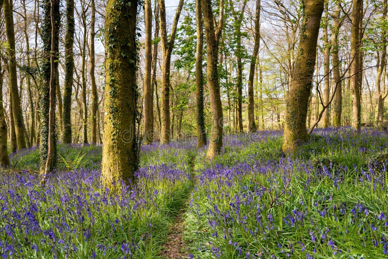 Path through Bluebell Woodland Stock Image - Image of lockdown, britain ...