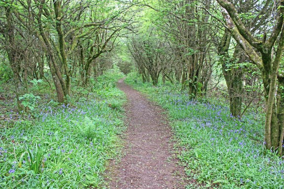 Path through a Wood in Spring Stock Image - Image of trees, path: 145923347