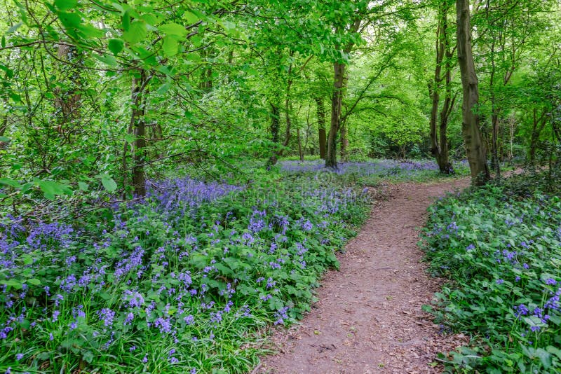 Path through the Woods and Light Rays As they Break through Fog Stock ...