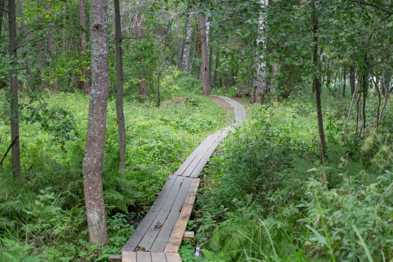 The Path of the Boards Passes through the Forest Stock Image - Image of ...